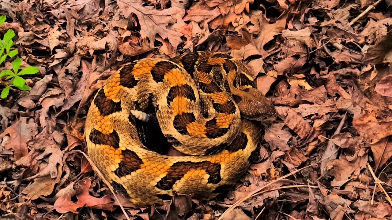Exceptional Timber Rattlesnake in Kentucky 2020 - YouTube
