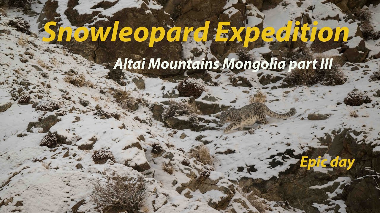 Snow Leopard Expedition Altai Mountains Mongolia Episode 3 | Altai ...