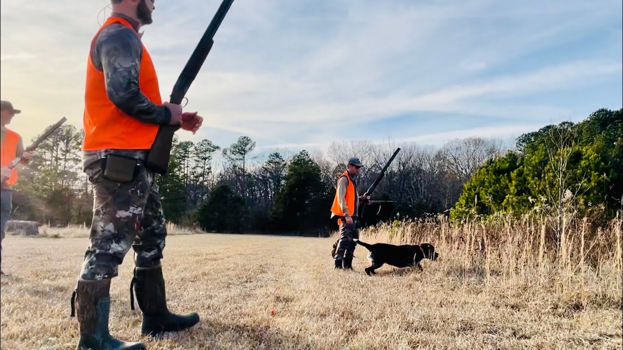 Covey of Quail Rise of Cesky Fousek on Upland Hunt - YouTube