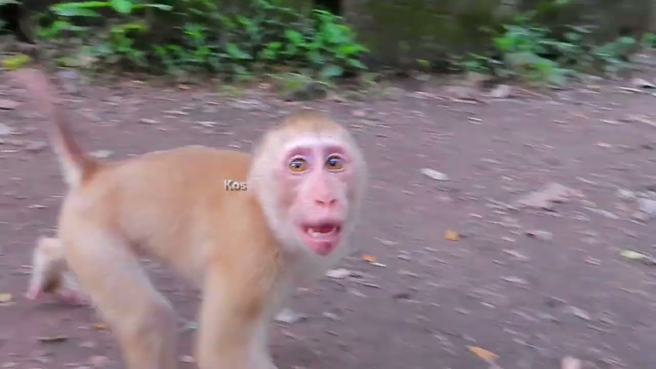 JOJO is funny new member in Savana Team he look so happy He's not ALONR ...