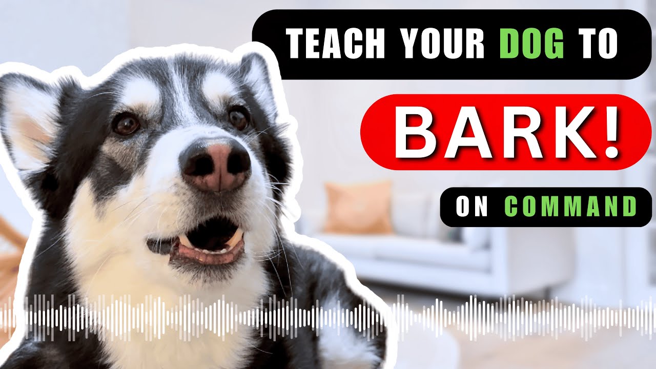 How to Train your Dog to BARK on Command - YouTube