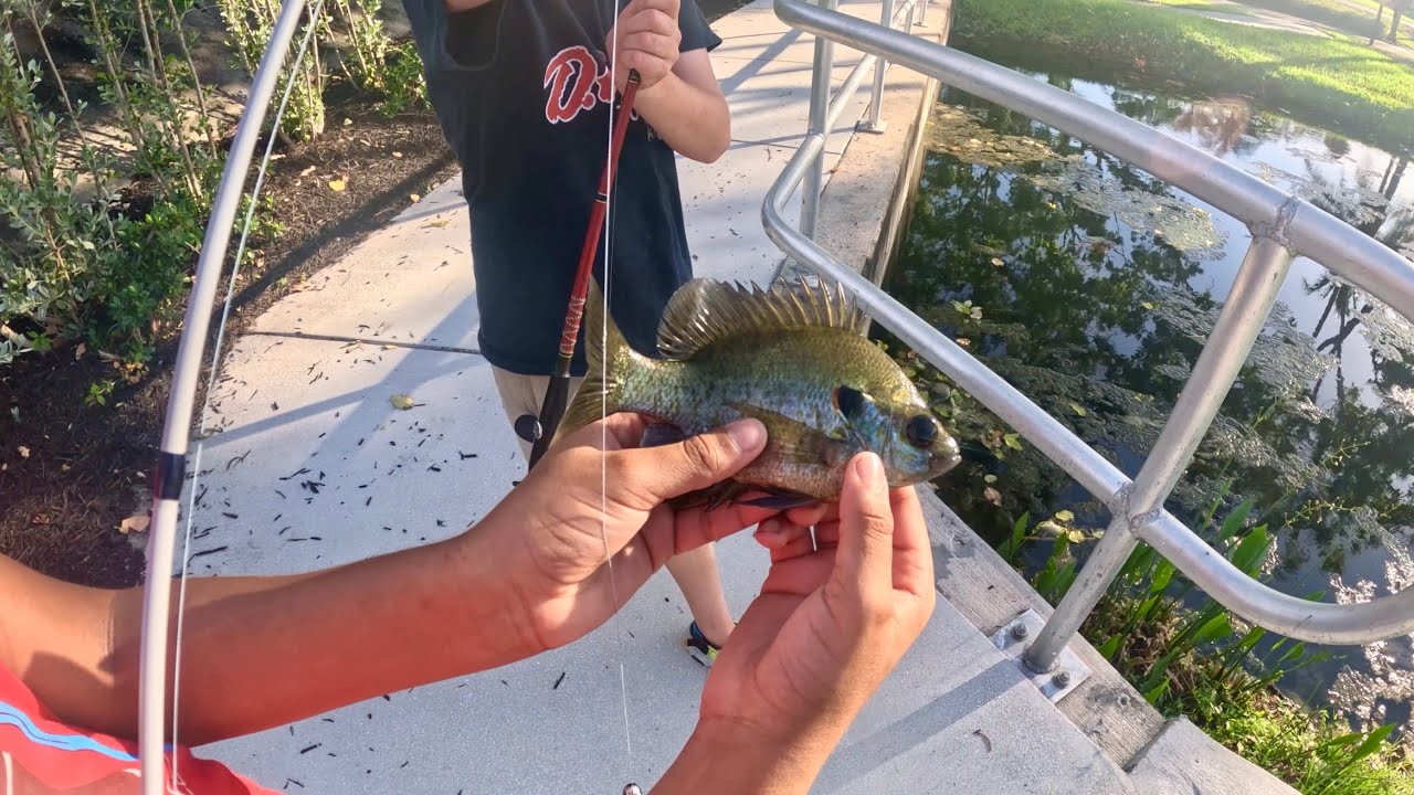 Dock Talks: Freshwater Fishing Fun Catching Bluegills Using Wild Baby ...