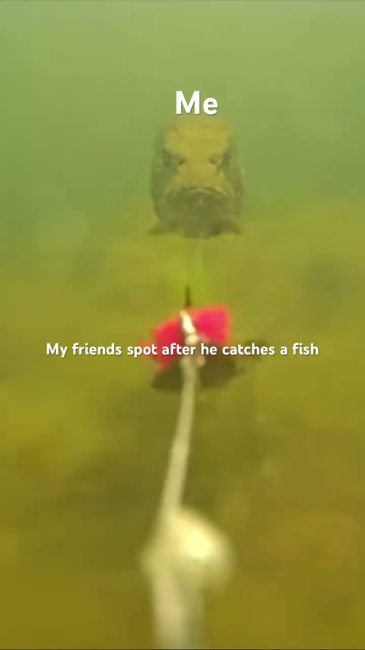 Pike chases lure meme #fishingmemes#fish#fishspecies #fishing # ...