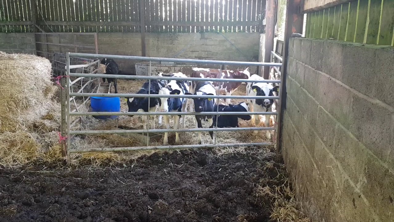 4K:: Dairy Heifer Bull (Calf) mooing at Langham Levels, Ivybridge 30-10 ...