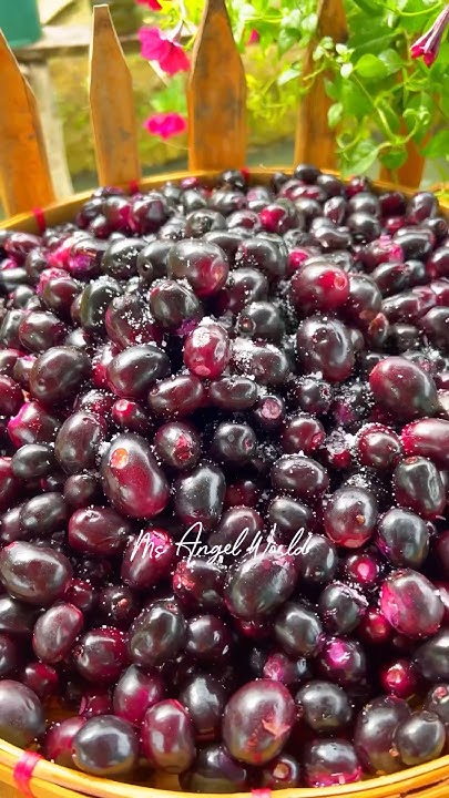 Java Plum 💜 - YouTube