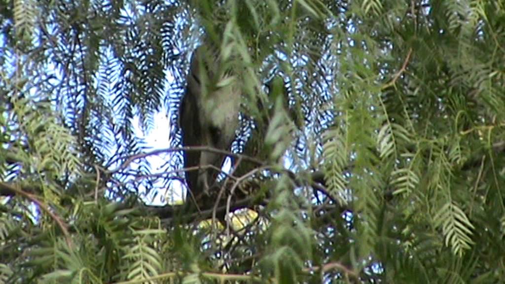 Barn Owl dancing while the Bowerbird watches - YouTube