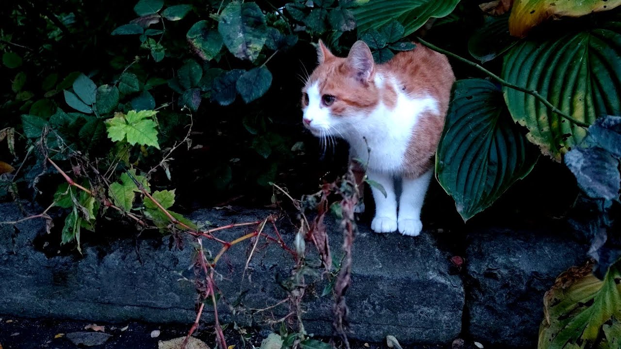 The black kitten is very shy, hides in the bushes, and his little ...