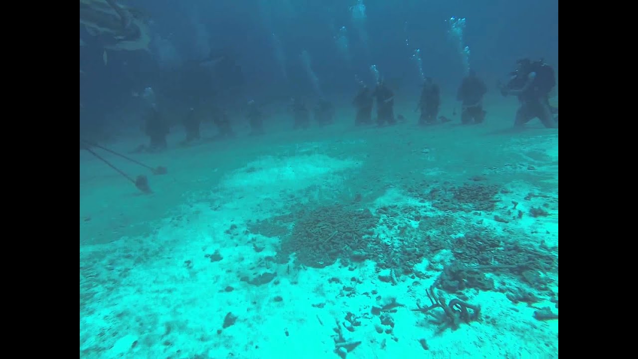 Blackbeard's Shark Dive July 2015 - YouTube