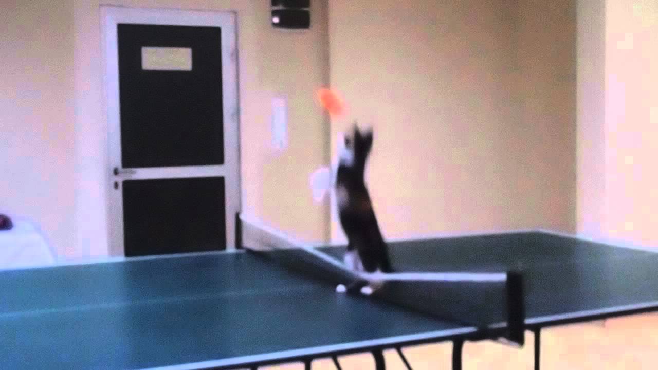 Cat playing ping pong / Pinpon oynayan kedi - YouTube