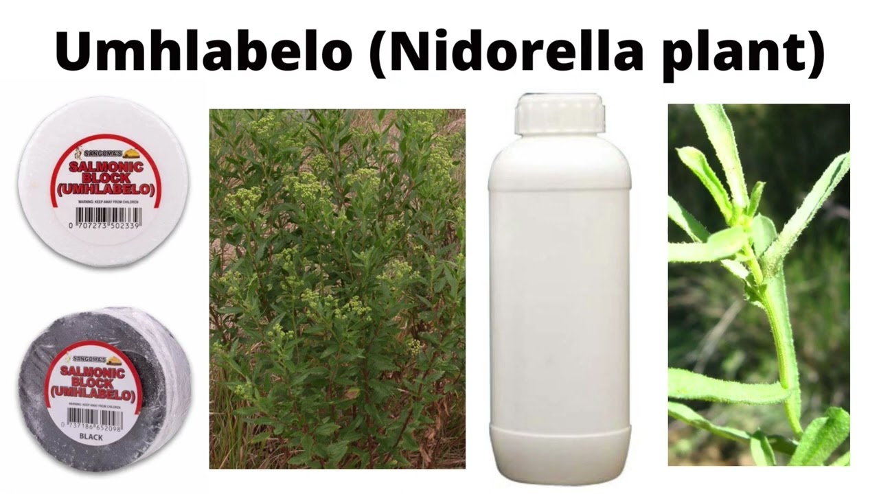 Umhlabelo (Nidorella plant) - YouTube