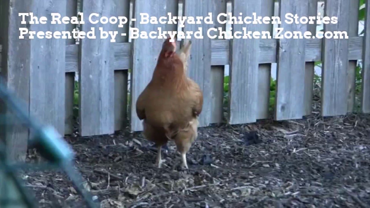 How to Raise Chickens - Chicken coop tour, chicken coop ideas, and tips ...