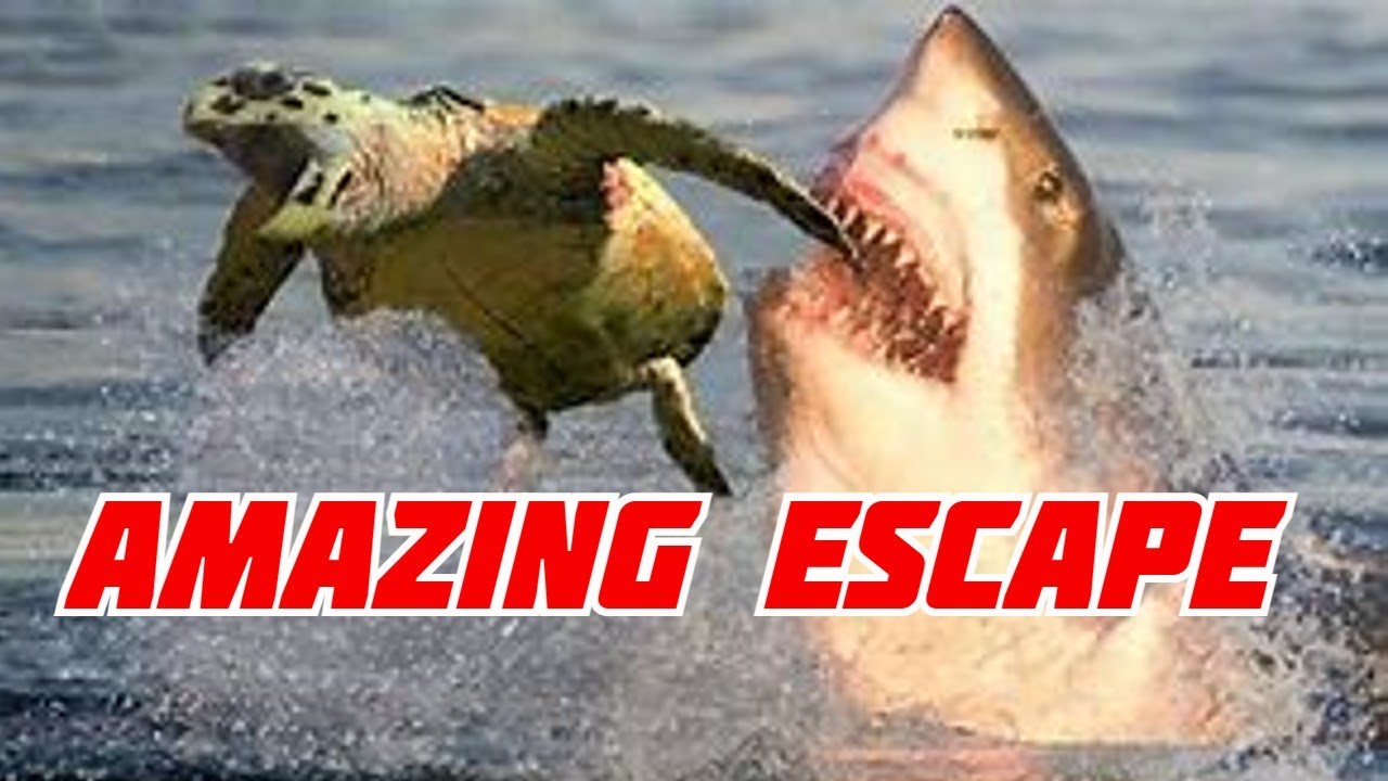 Tiger Sharks Attack Turtle