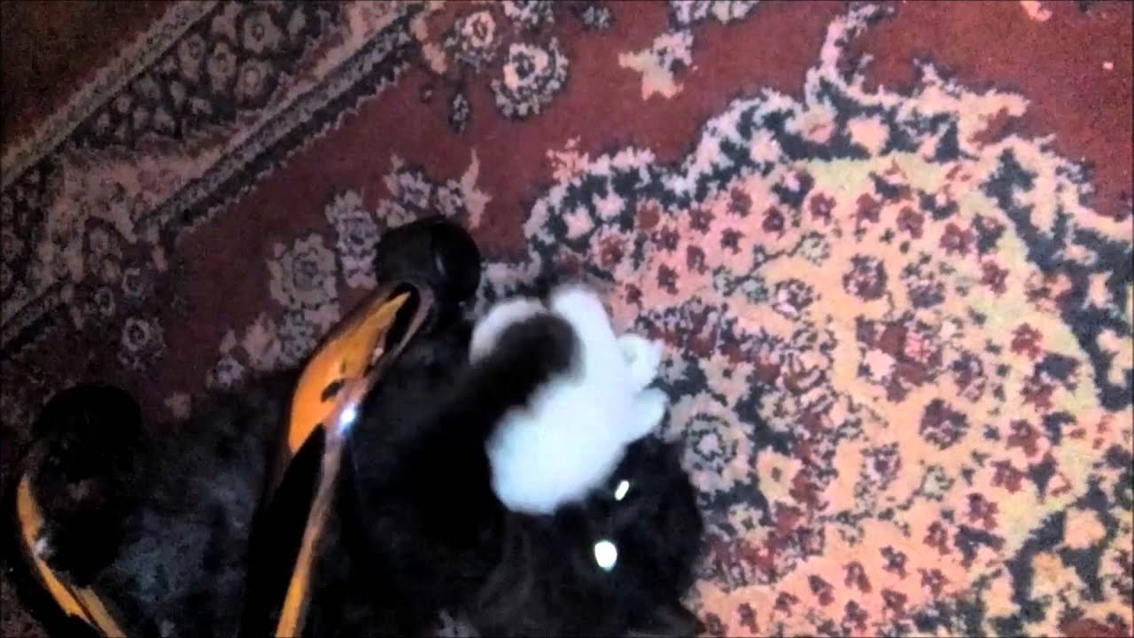 Kitten set on fire by kids survived. See him now after 3 months of ...