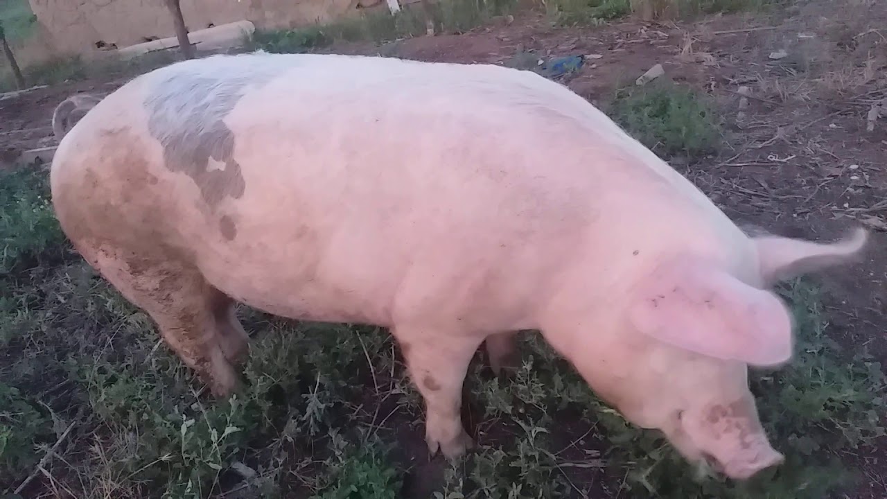 Marele alb - YouTube