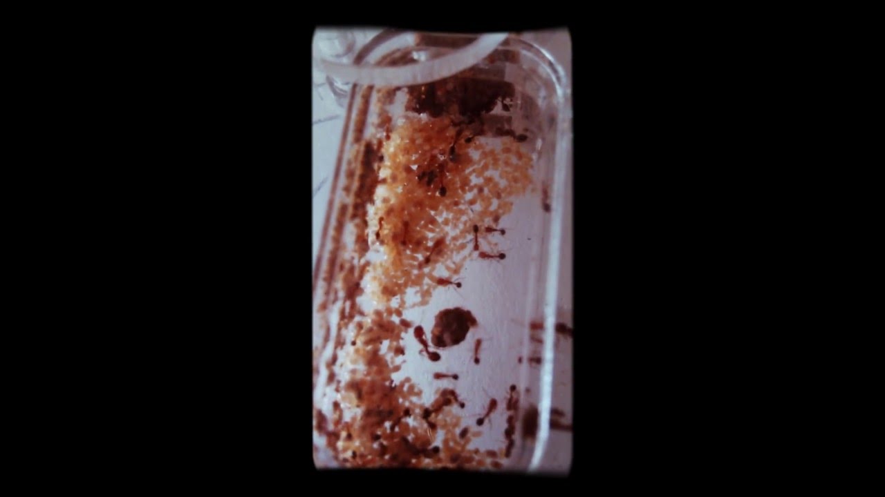 Ants Canada Omni Nest with Solenopsis Xyloni colon - YouTube