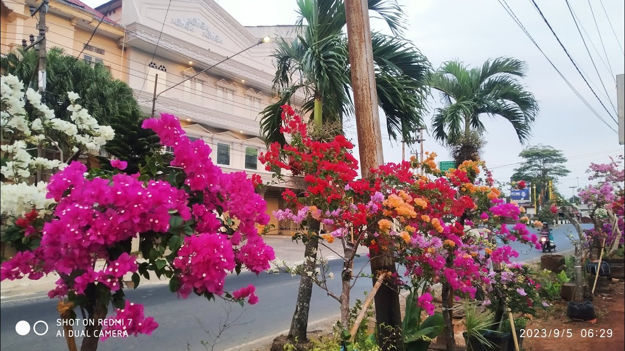 NYIRAM TANAMAN BUNGA BUGENFIL & MENGONTROL KEINDAHAN - YouTube