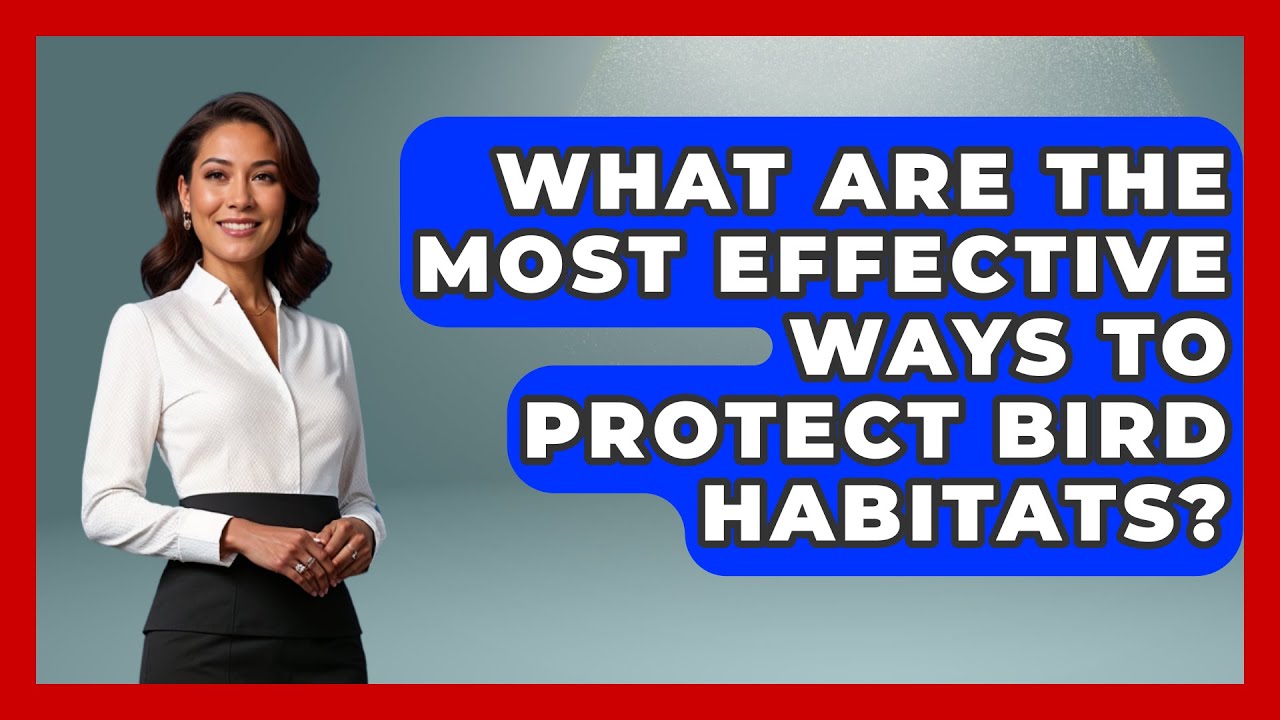 What Are the Most Effective Ways to Protect Bird Habitats? | Bird ...