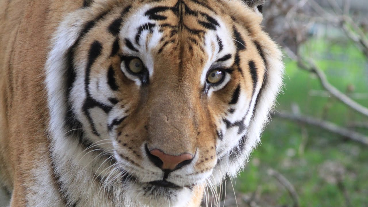 Tiger Eye Surgery Nikita - YouTube