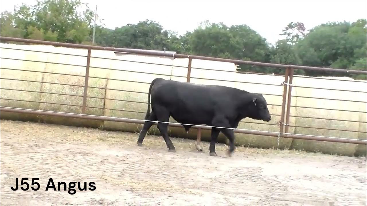 J55 Made with Clipchamp - YouTube