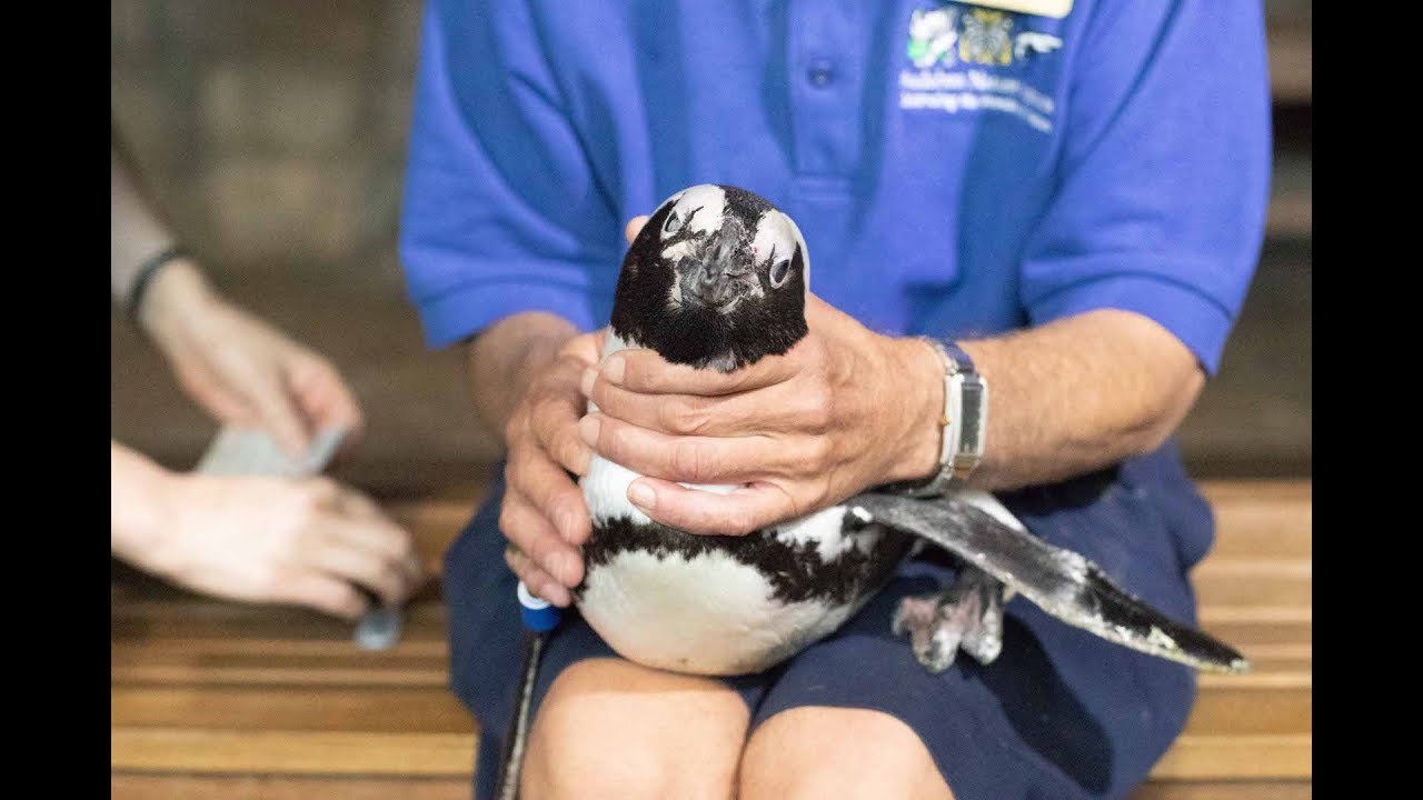 Elderly Penguin Gets Life Changing Acupuncture - YouTube