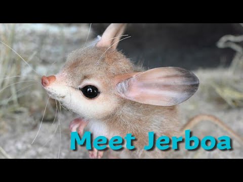 JERBOA -The Hopping Mouse(The Mini Kangaroo) - YouTube