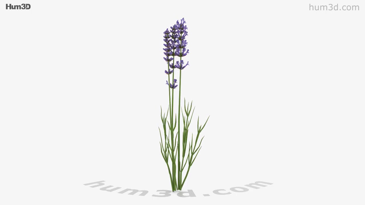 Lavender 3D model by 3DModels.org - YouTube