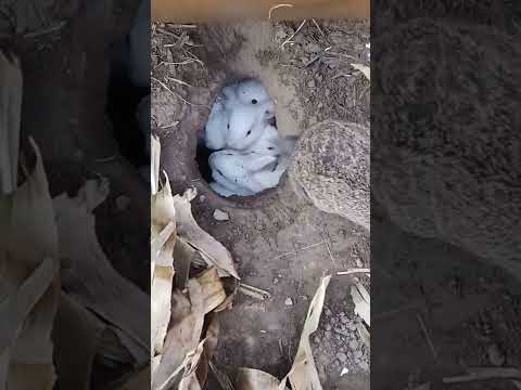 Let the bunny come out every morning