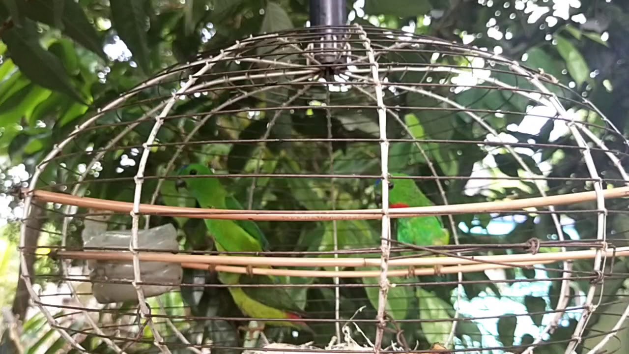 Burung serindit /turipos/005 - YouTube