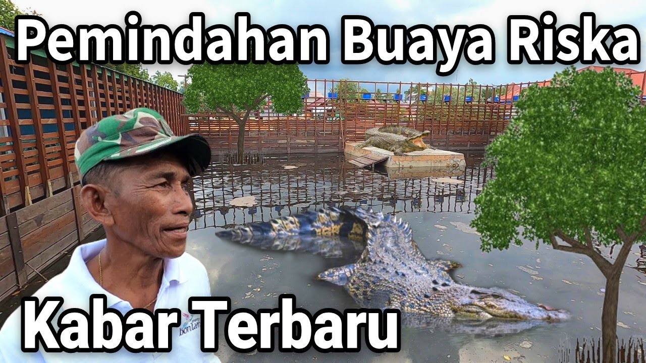 Proses pengembalian Buaya Riska - YouTube