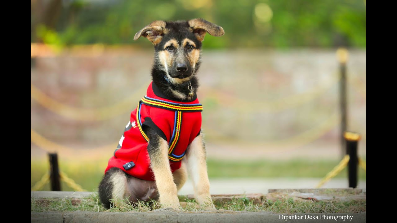 Kute Pets | Pet Calendar | Making Video | First Pet Calendar of ...