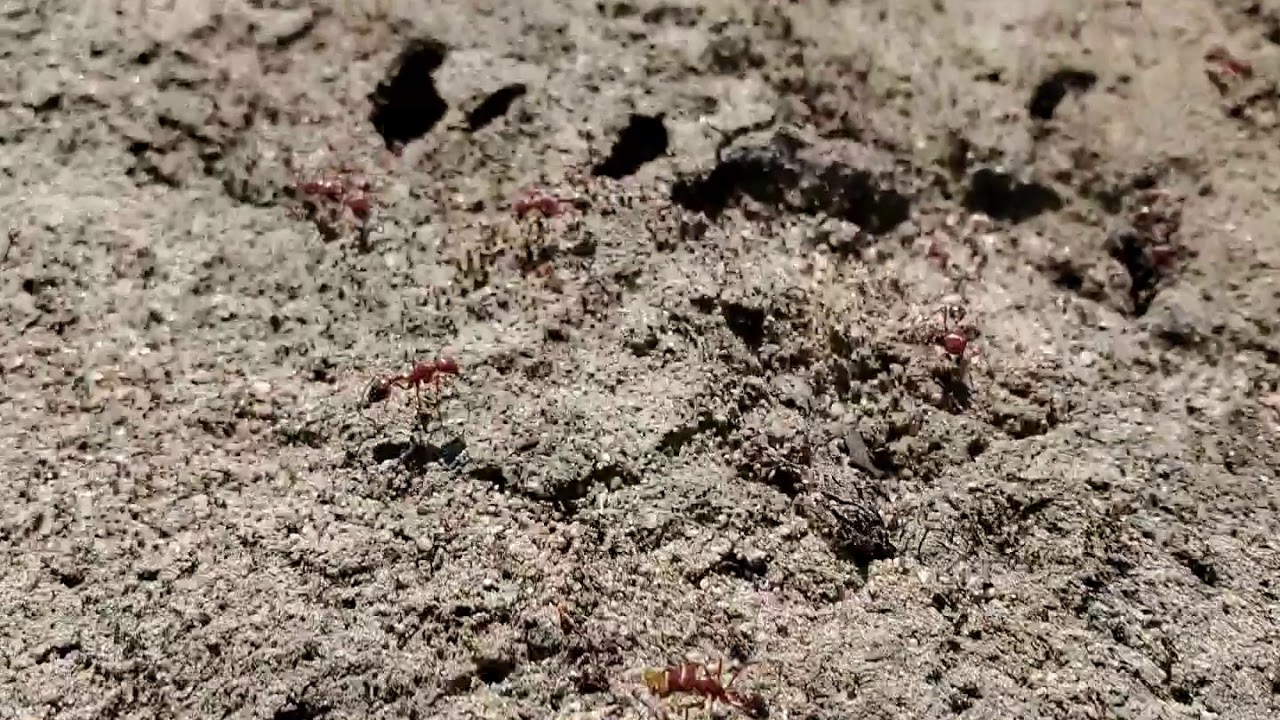 Big Red Ant Colony - YouTube