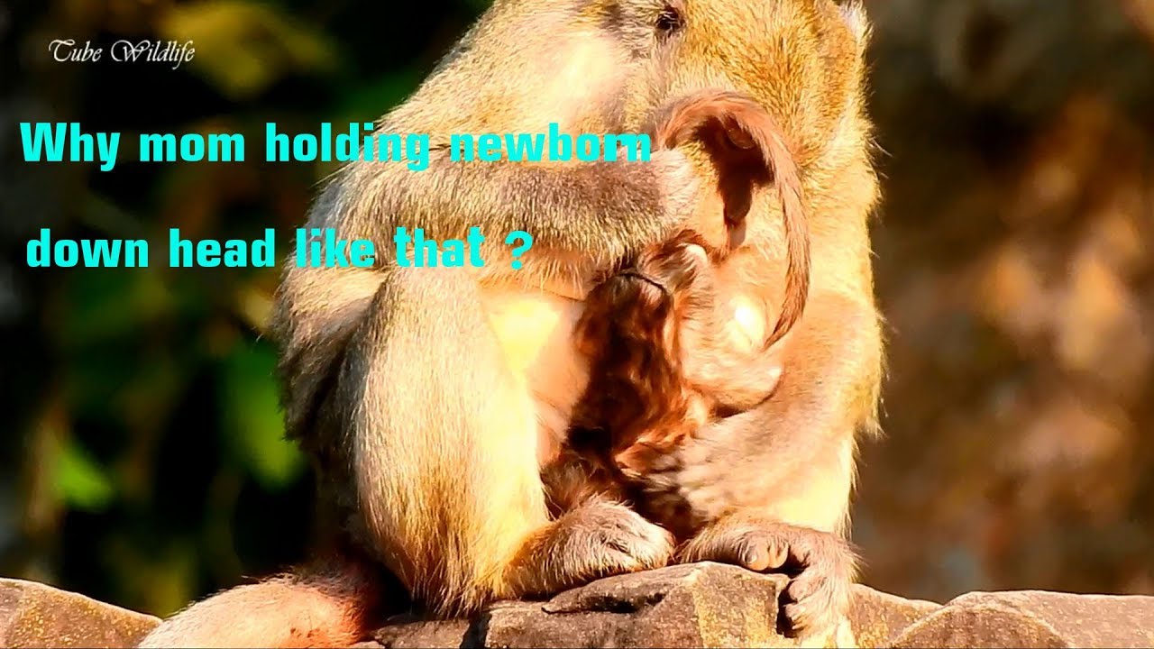 Hot News! Congrats! Gig monkey mom Gladdis delivered new baby boy named ...