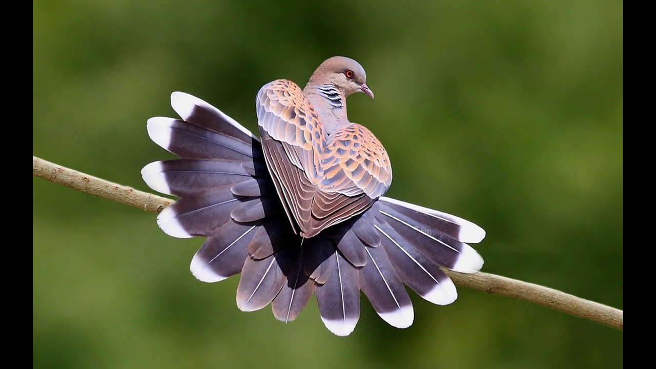 Most Beautiful Pigeons - YouTube