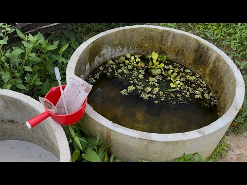How To Use Freeze Moina Macrocopa The Most Easiest Food For All Betta ...