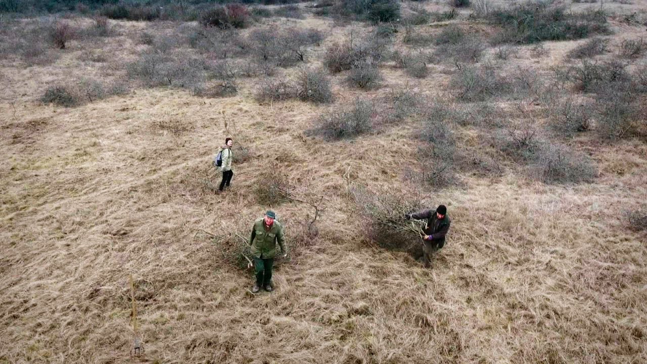 Homoki kikerics, piros kígyószisz, leánykökörcsin és a többiek - YouTube