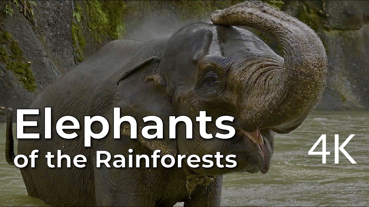 Elephants of the Forest | 4K Wildlife Documentary - YouTube
