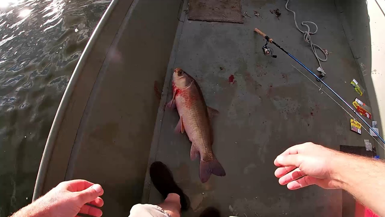 Big Carp Inhales Crappie jig. - YouTube