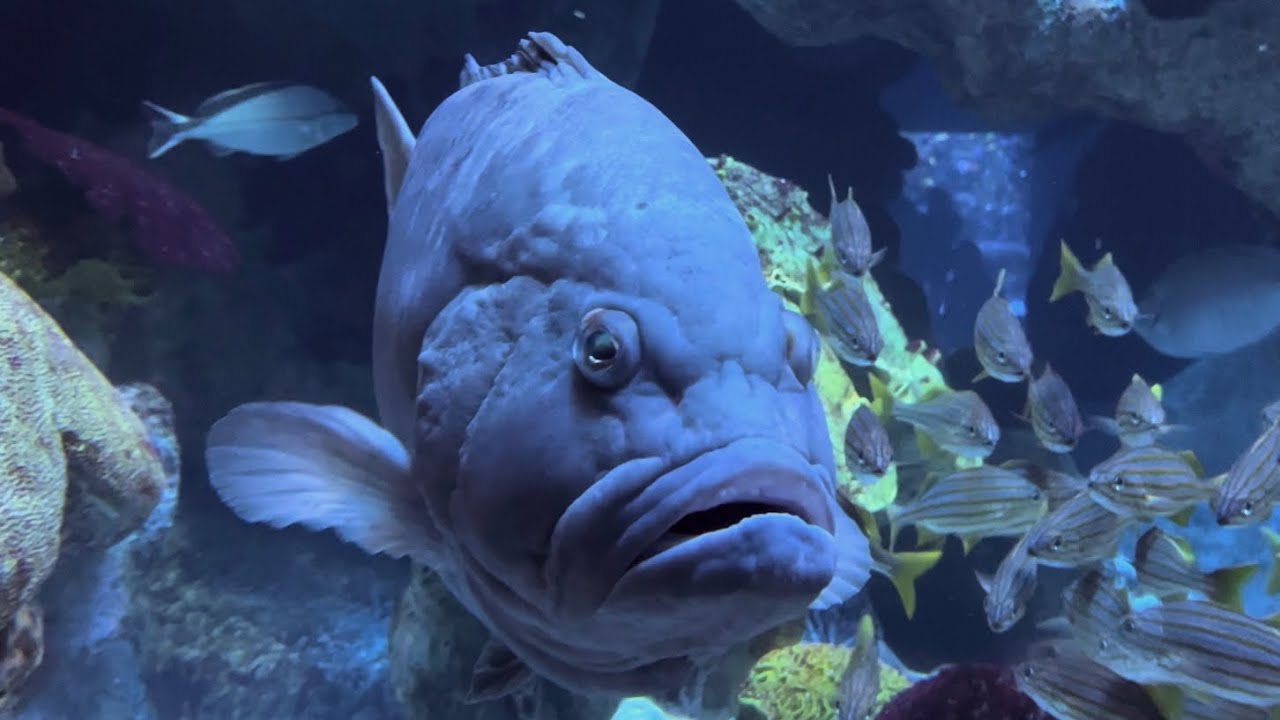 200,000 GALLON SALT WATER TANK - Touring the New England Aquarium - YouTube
