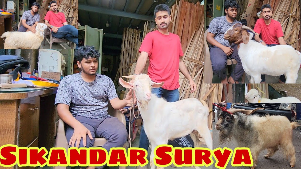 Exotic Bakro Ka Collection Aaya At KFC Goats World | Sanean Xing Boer ...