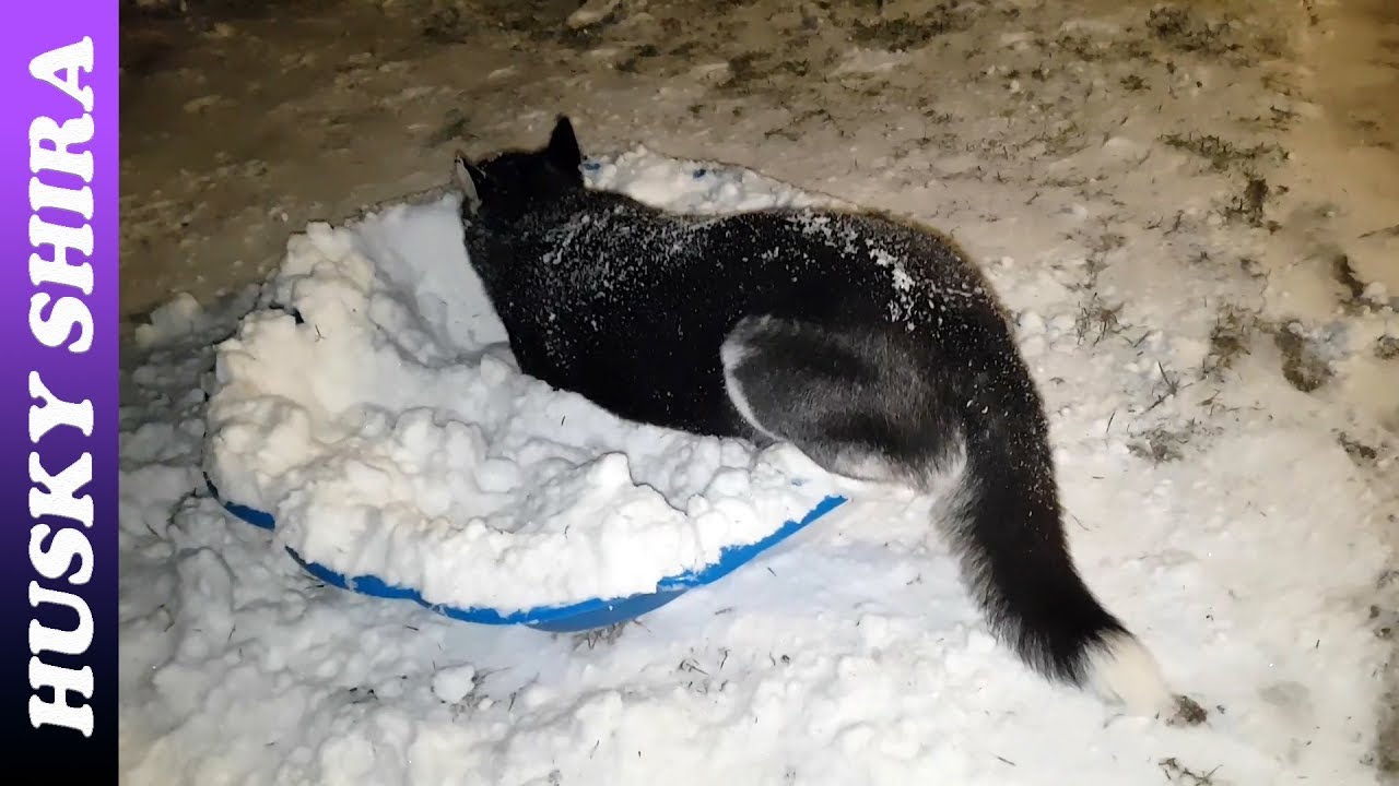Husky Having Fun With A Pool Of Snow - YouTube