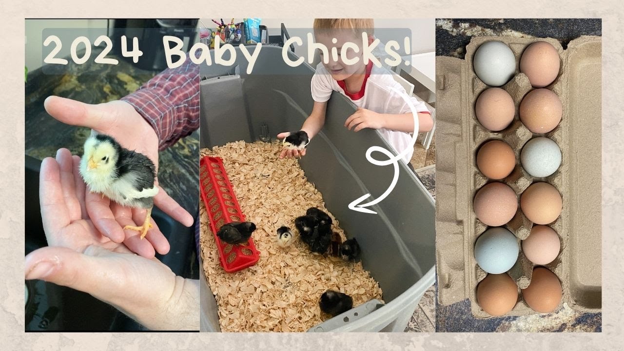 We Got More Chickens! Baby Chicks Set-Up - YouTube