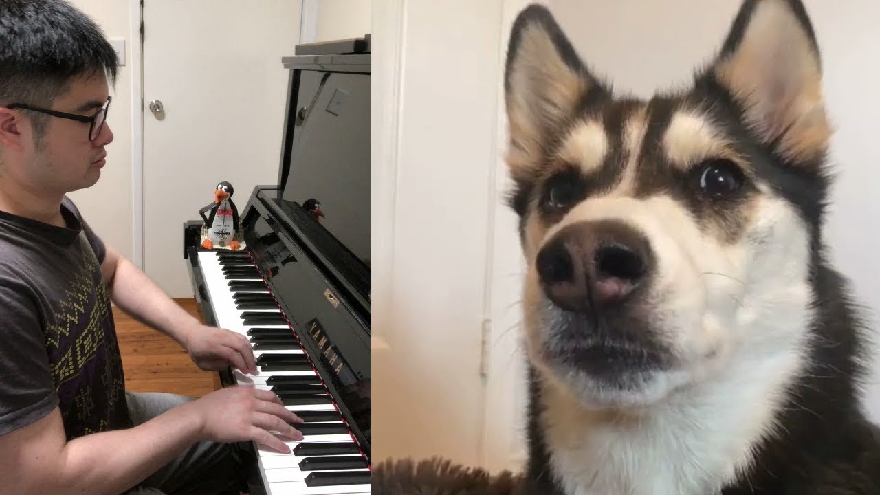 Piano Duet with Husky singing an Emotional Ballad - YouTube