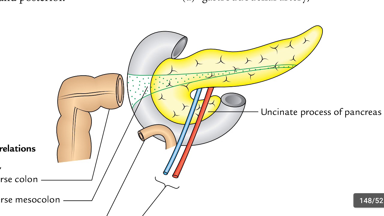 Pancreas part 2 - YouTube