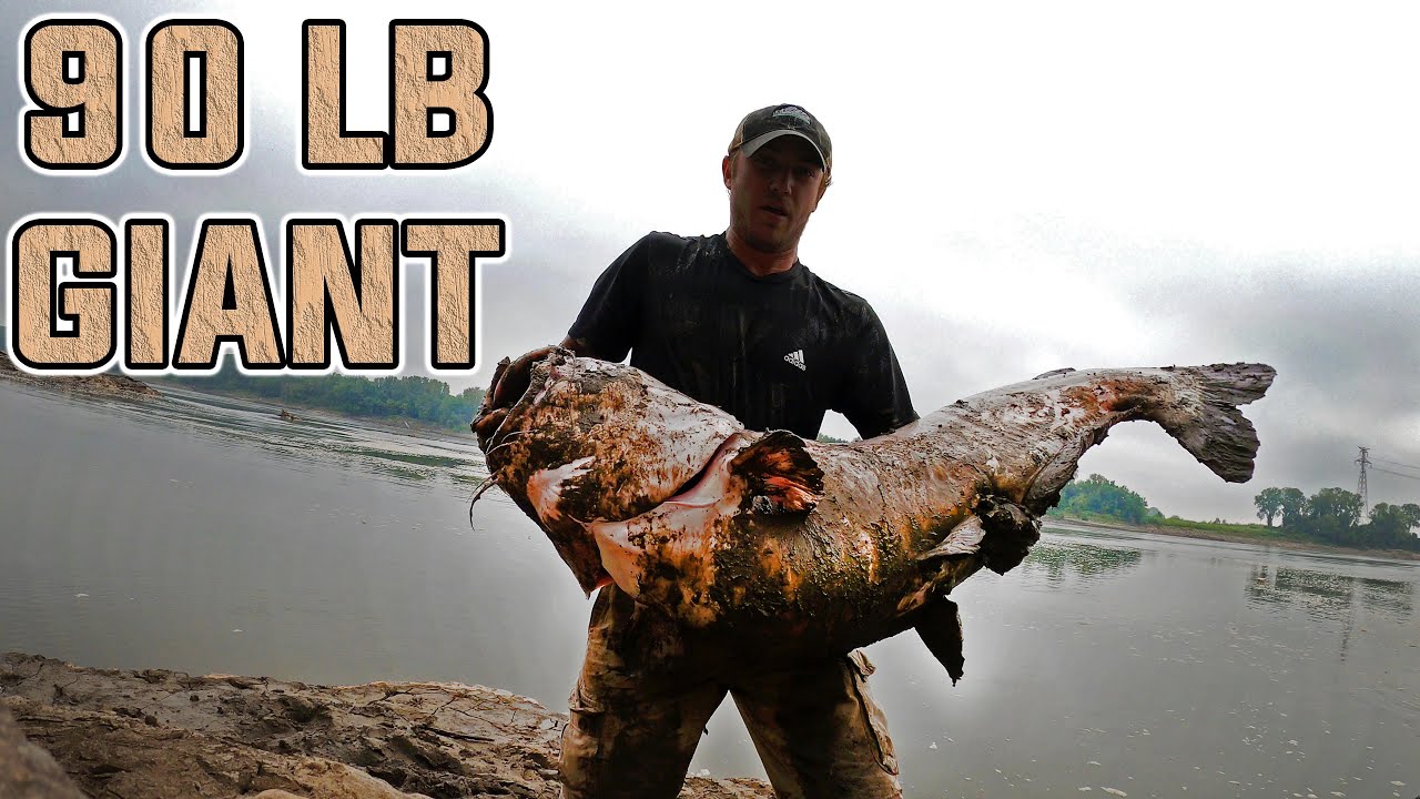 Giant (90+ LB) MO River Blue Catfish From the Bank - YouTube