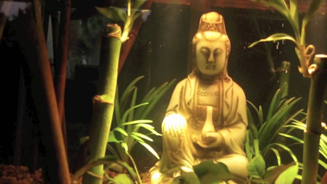 Kwan Yin, Betta, and Zen - YouTube