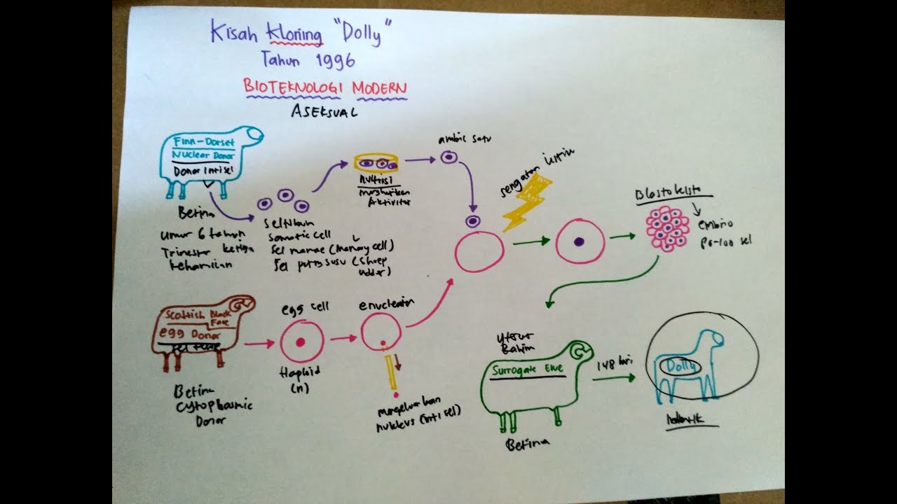 Kisah Kloning tahun 1996 domba Dolly bioteknologi modern - YouTube
