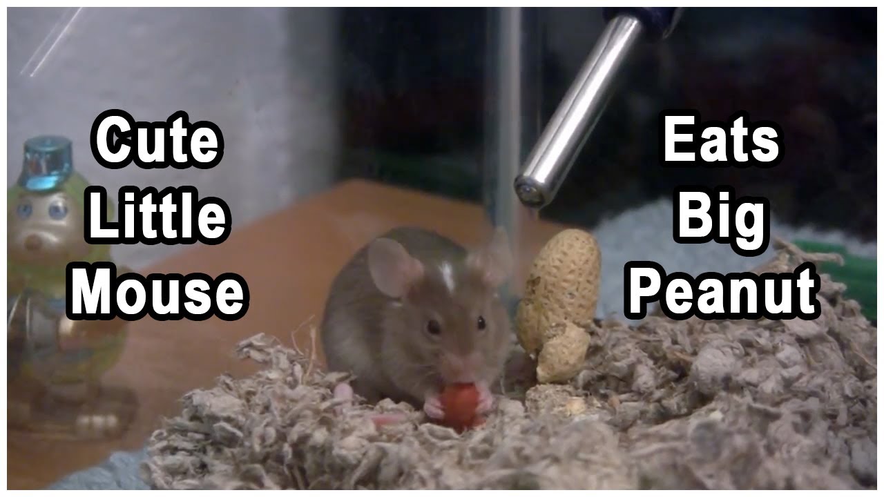 Cute Little Mouse Eats Big Peanut #cute #mouse #cuteanimals - YouTube
