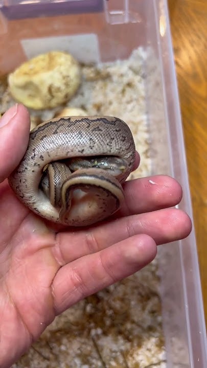 BALL PYTHON JUST AFTER HATCHING😍 - YouTube