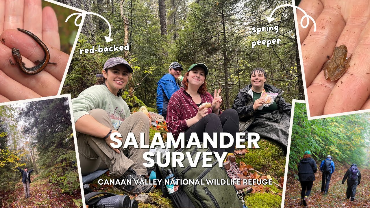 Searching for Salamanders at Canaan Valley National Wildlife Refuge - YouTube