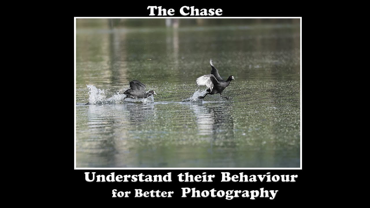 The Chase . Bird Photography - YouTube